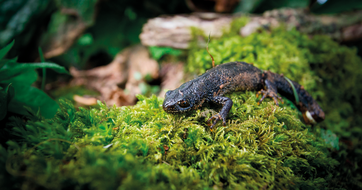 Conserve the Great Crested Newts and Promote Sustainable Development