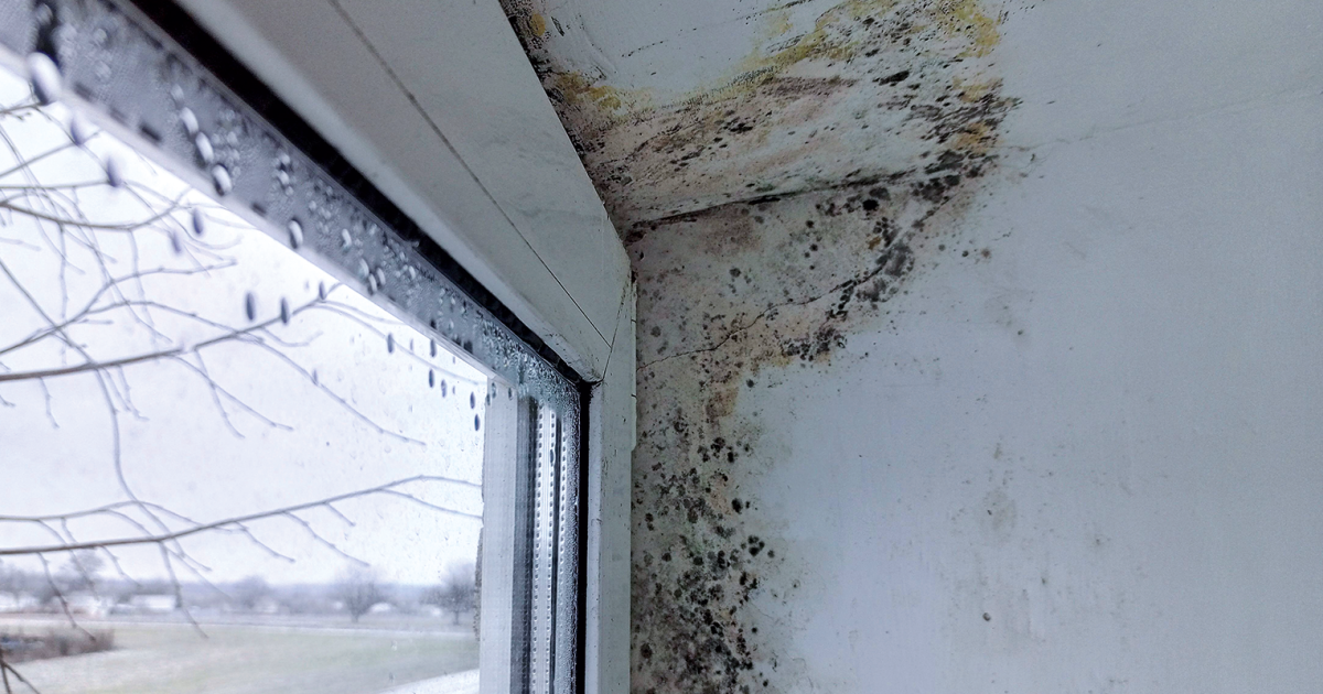 Mould and damp in properties