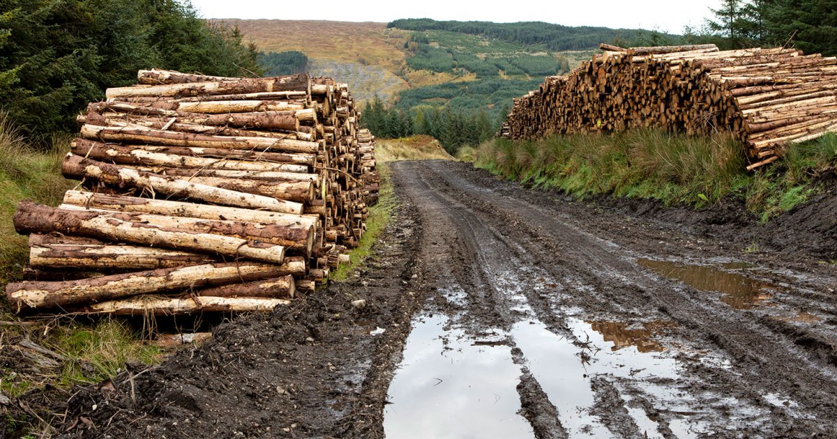 A fifth of European timber importers 'not aware' of incoming legislation